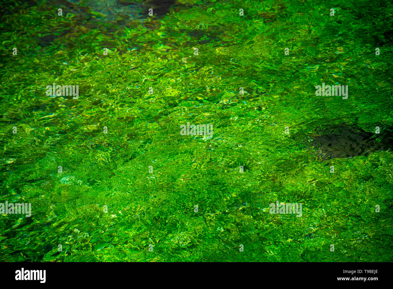 River stream with emerald green water and green water plants, nature ...