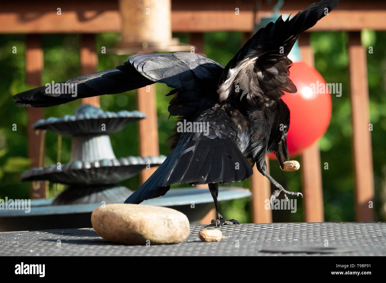 Having a look Stock Photo - Alamy