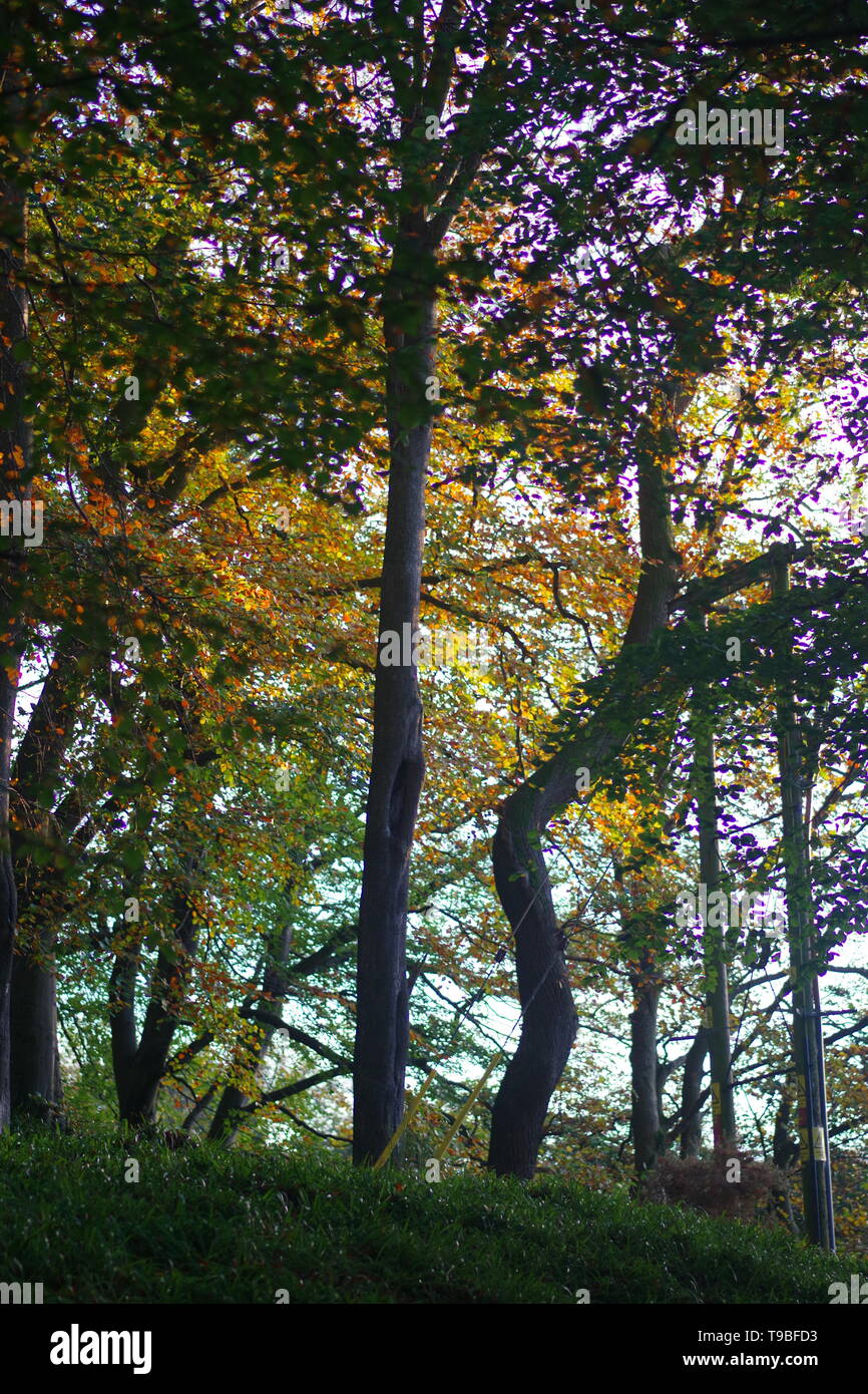 Beech Tree Trunks (Fagus sylvatica), Natural Autumn Woodland Background ...