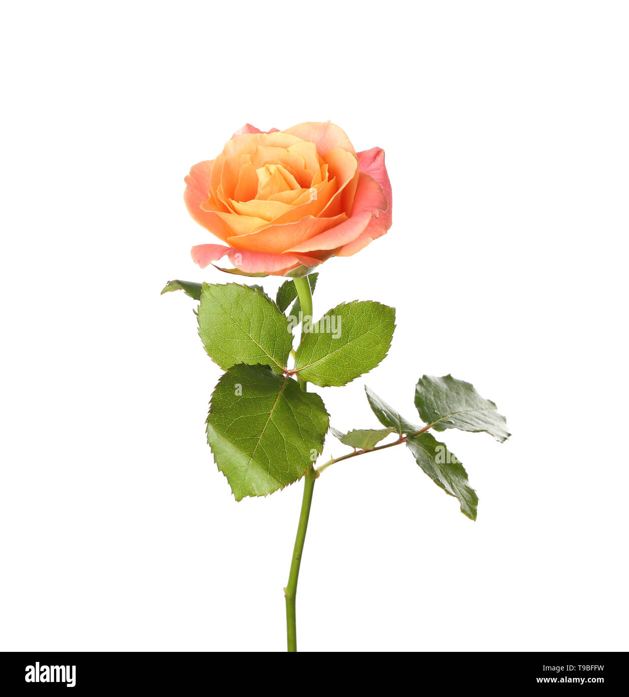 Beautiful rose on white background Stock Photo - Alamy