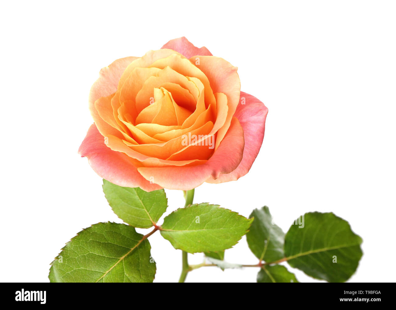 Beautiful rose on white background Stock Photo - Alamy