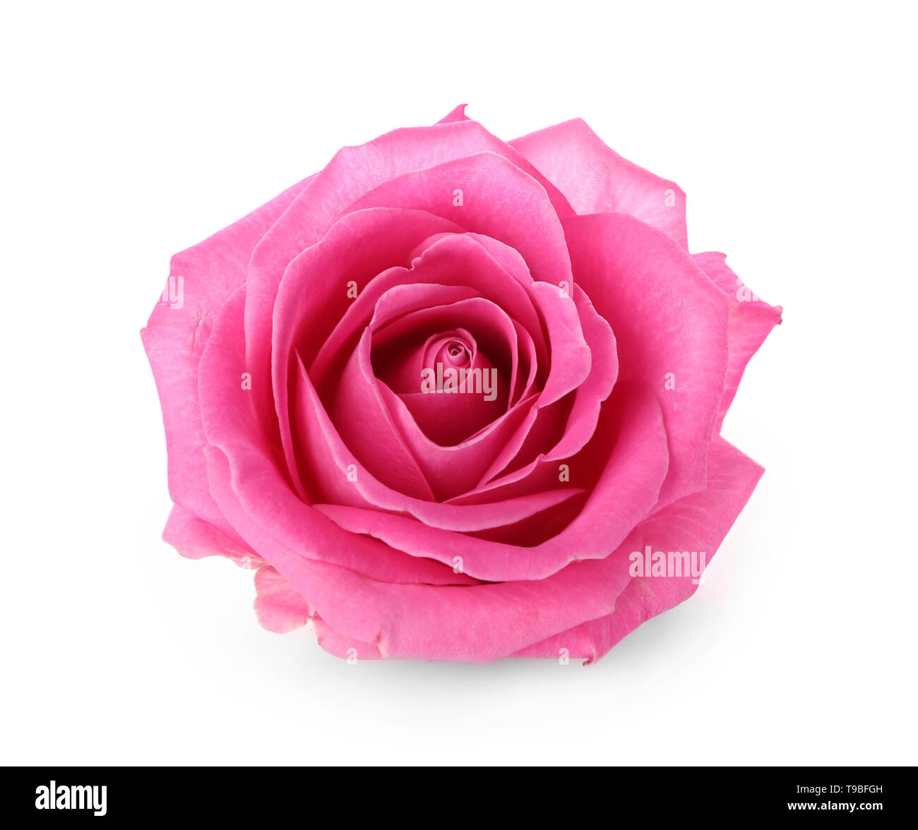Beautiful pink rose on white background Stock Photo - Alamy