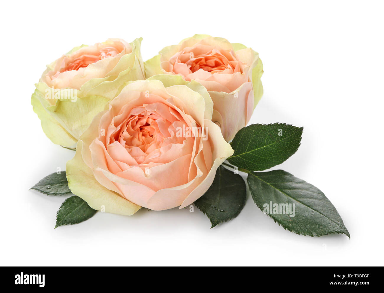 Beautiful roses on white background Stock Photo - Alamy