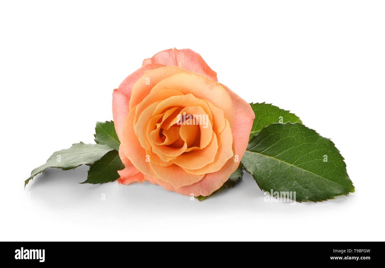 Beautiful rose on white background Stock Photo - Alamy