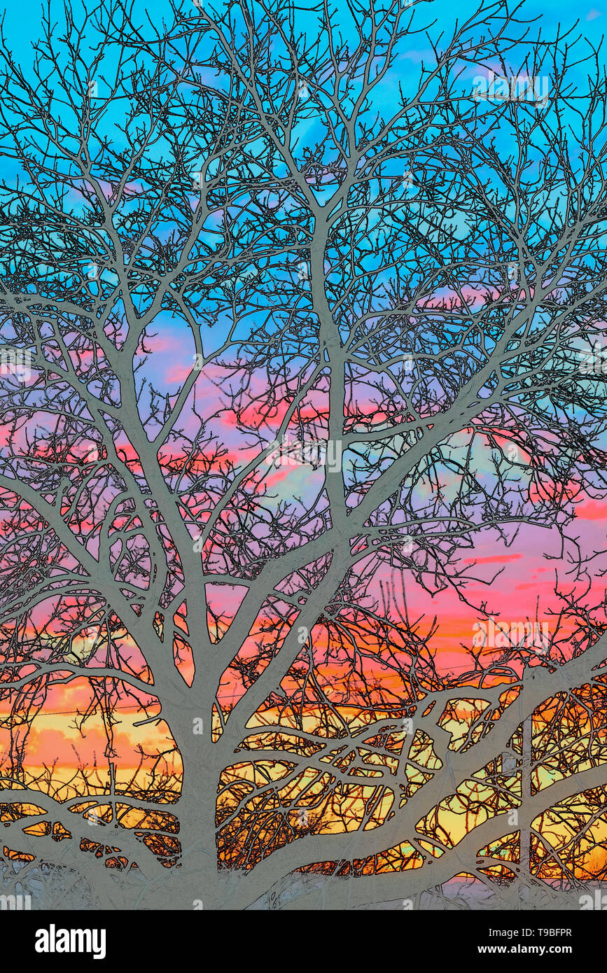 Branchs hi-res stock photography and images - Alamy