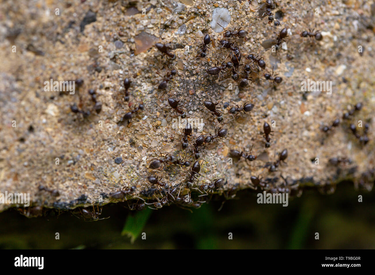 Garden black ants lasius niger hi-res stock photography and images - Alamy
