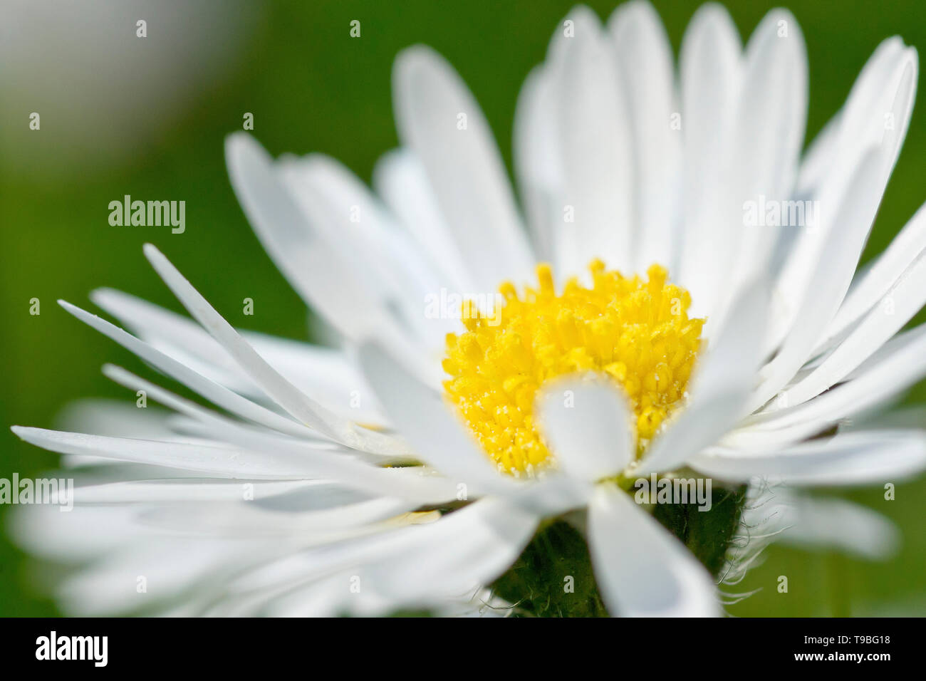 Field daisy flowers bellis hi-res stock photography and images - Alamy
