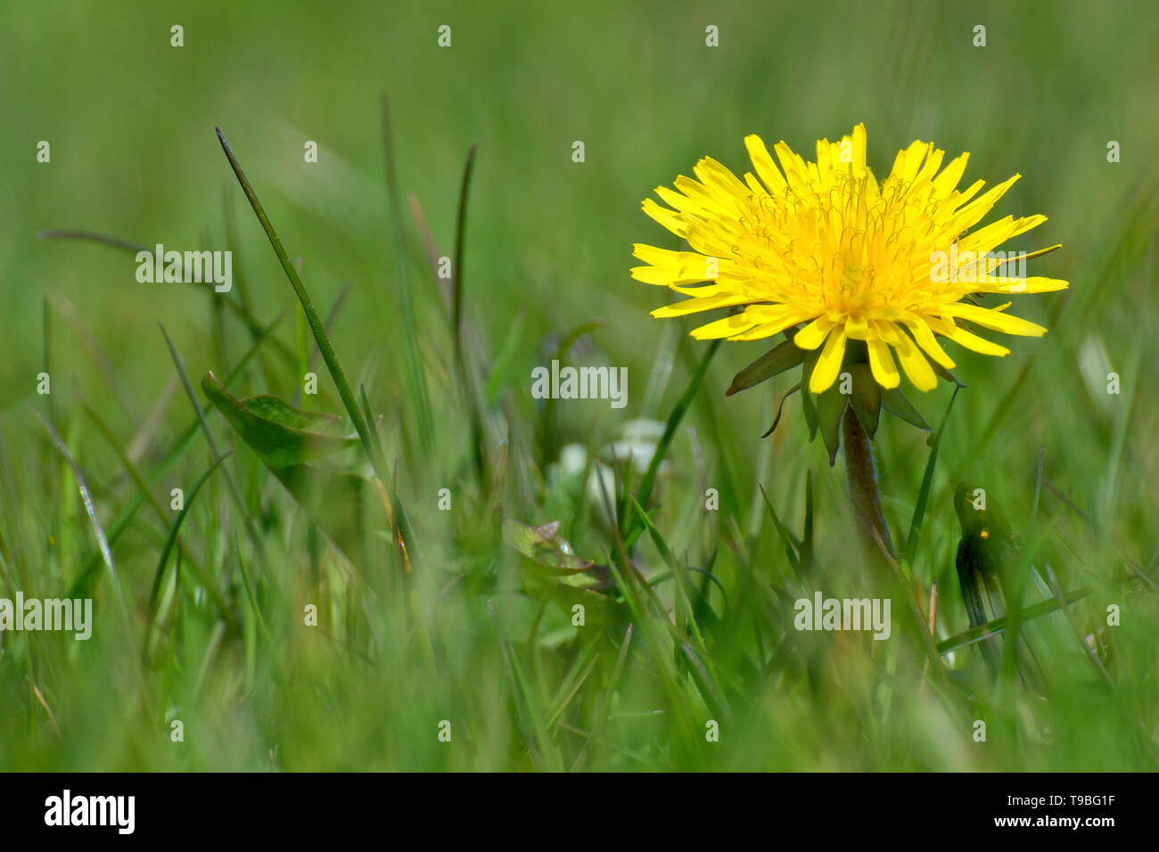 Single Flower In A Field