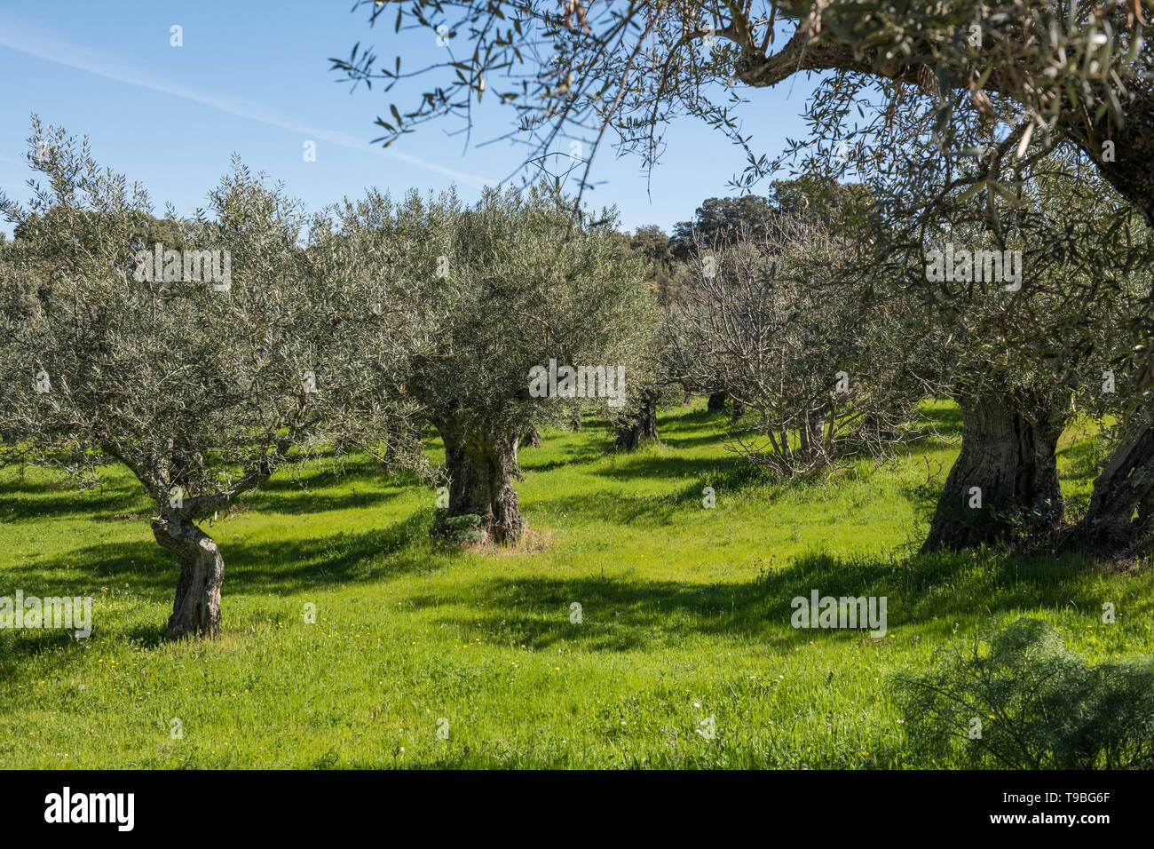 The olive grove trail hi-res stock photography and images - Alamy