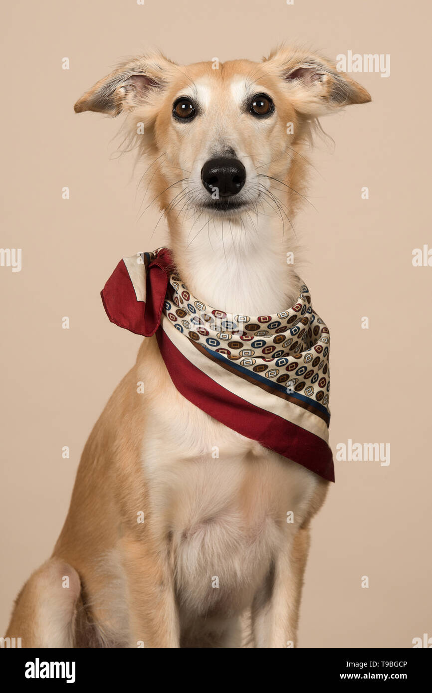 Longhaired whippet silken windsprite whippet hi-res stock photography ...