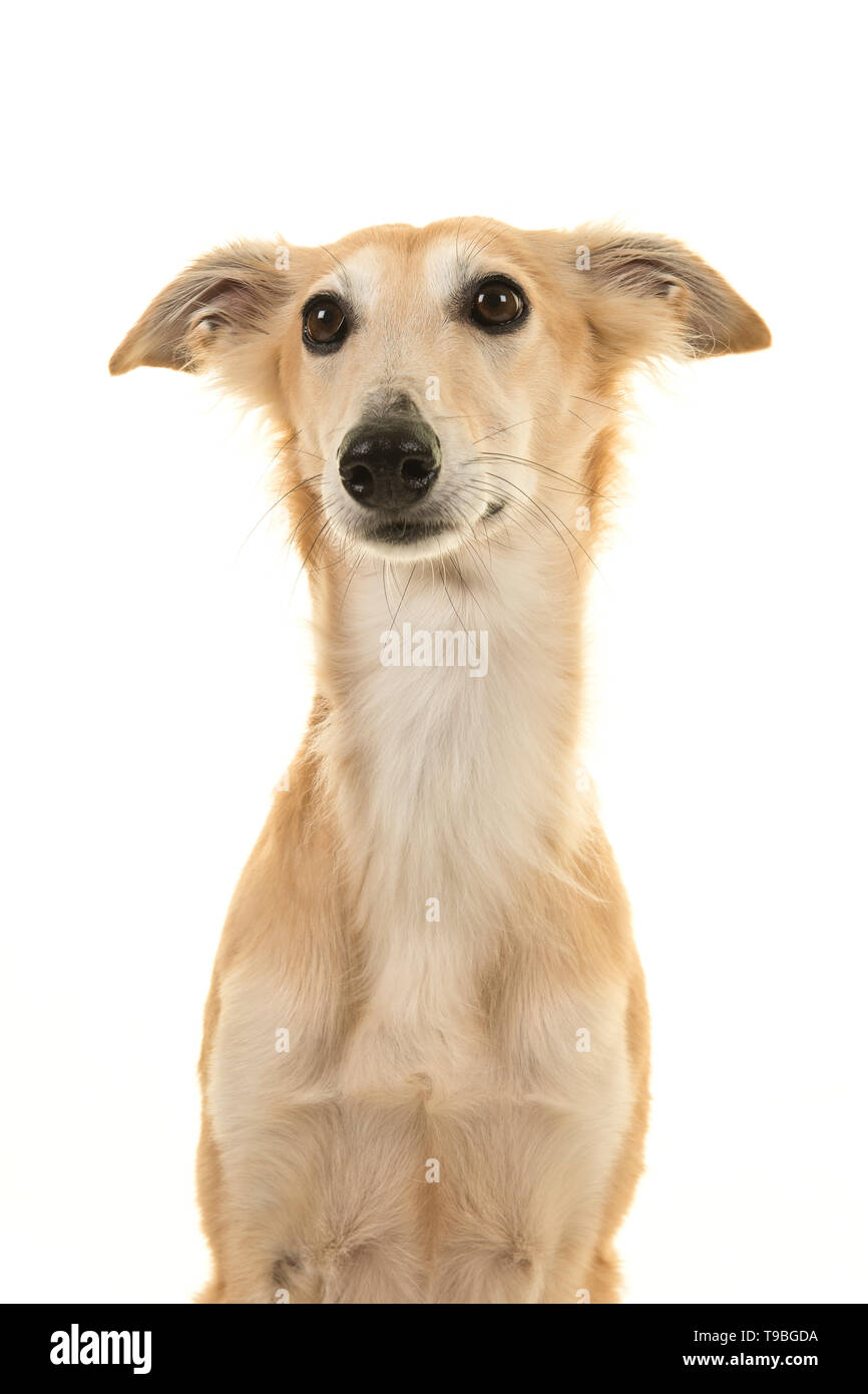 Doge White Background