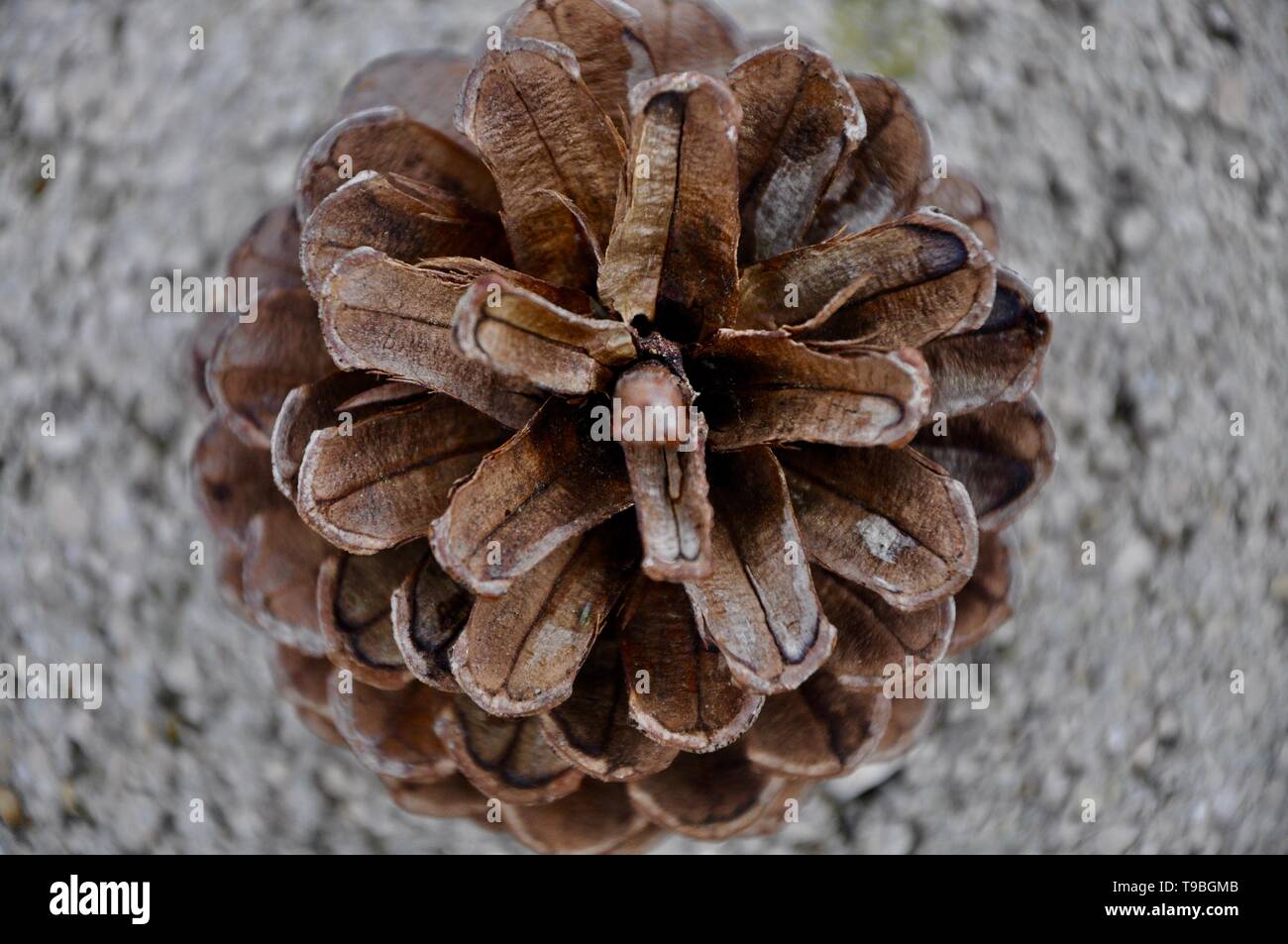 Pine cone top view close up Stock Photo - Alamy