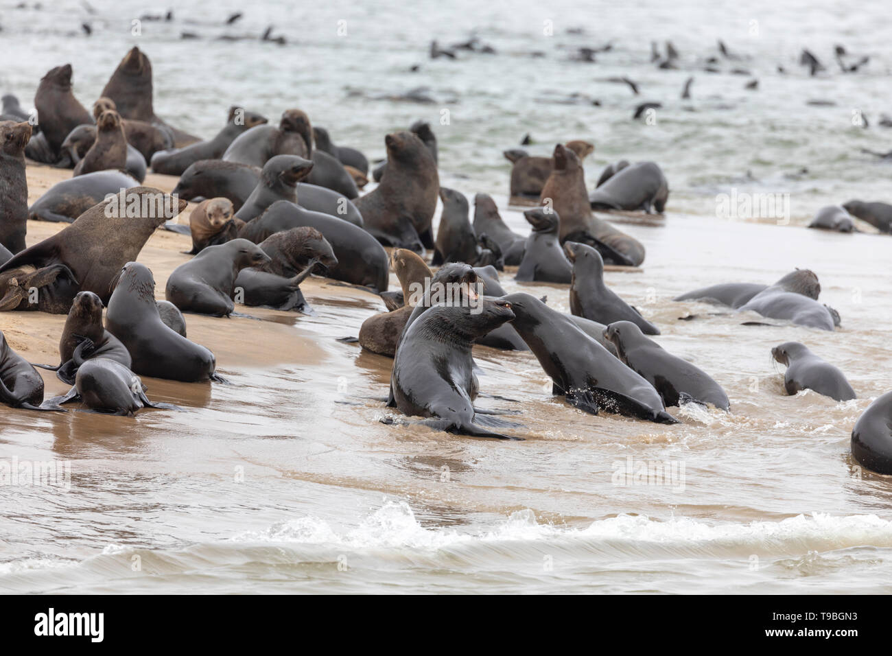 Namibia walvis bay seal colony hi-res stock photography and images - Alamy
