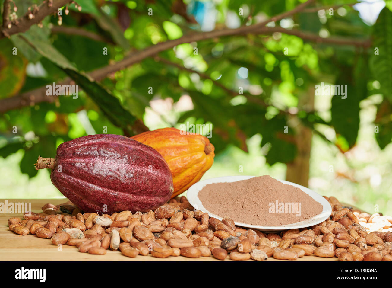 Fresh cacao harvest theme. Organic food farm Stock Photo - Alamy