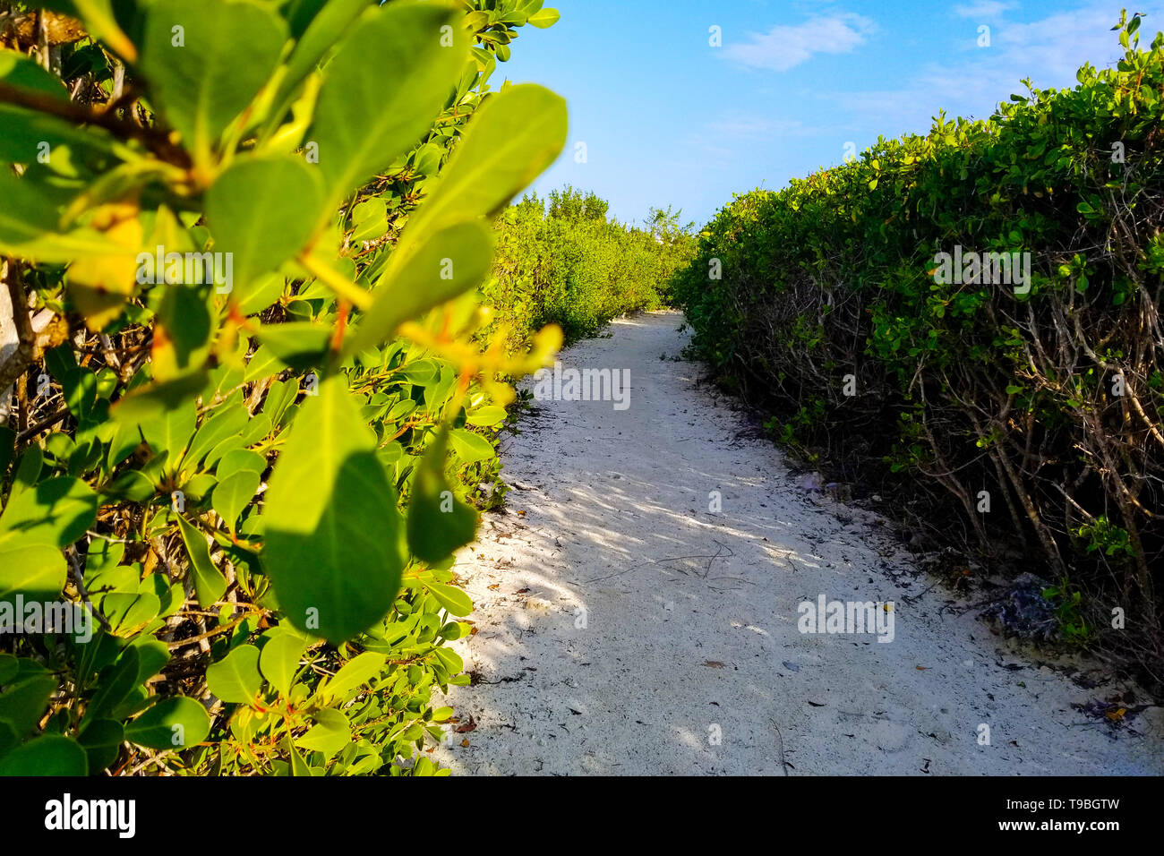 sand road between two vegetation walls Stock Photo - Alamy