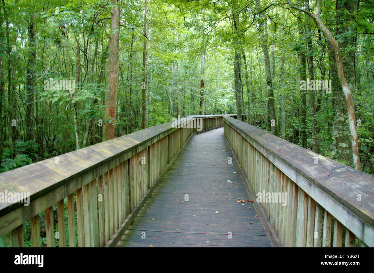 An elevated path over a swamp at Tickfaw State Park, located 7 mi (11 ...
