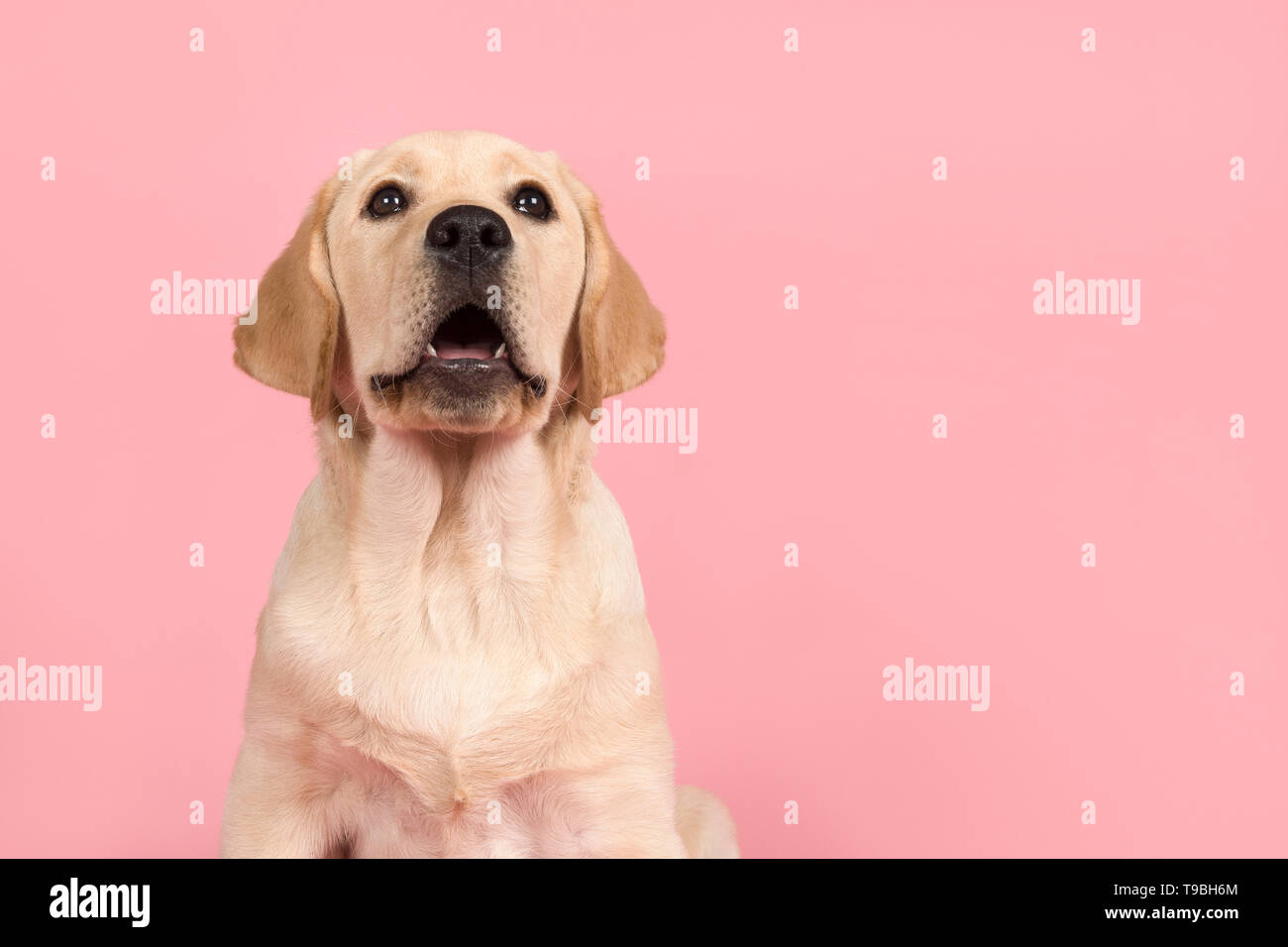 Cute labrador retriever puppy with mouth open as if its is speaking on ...