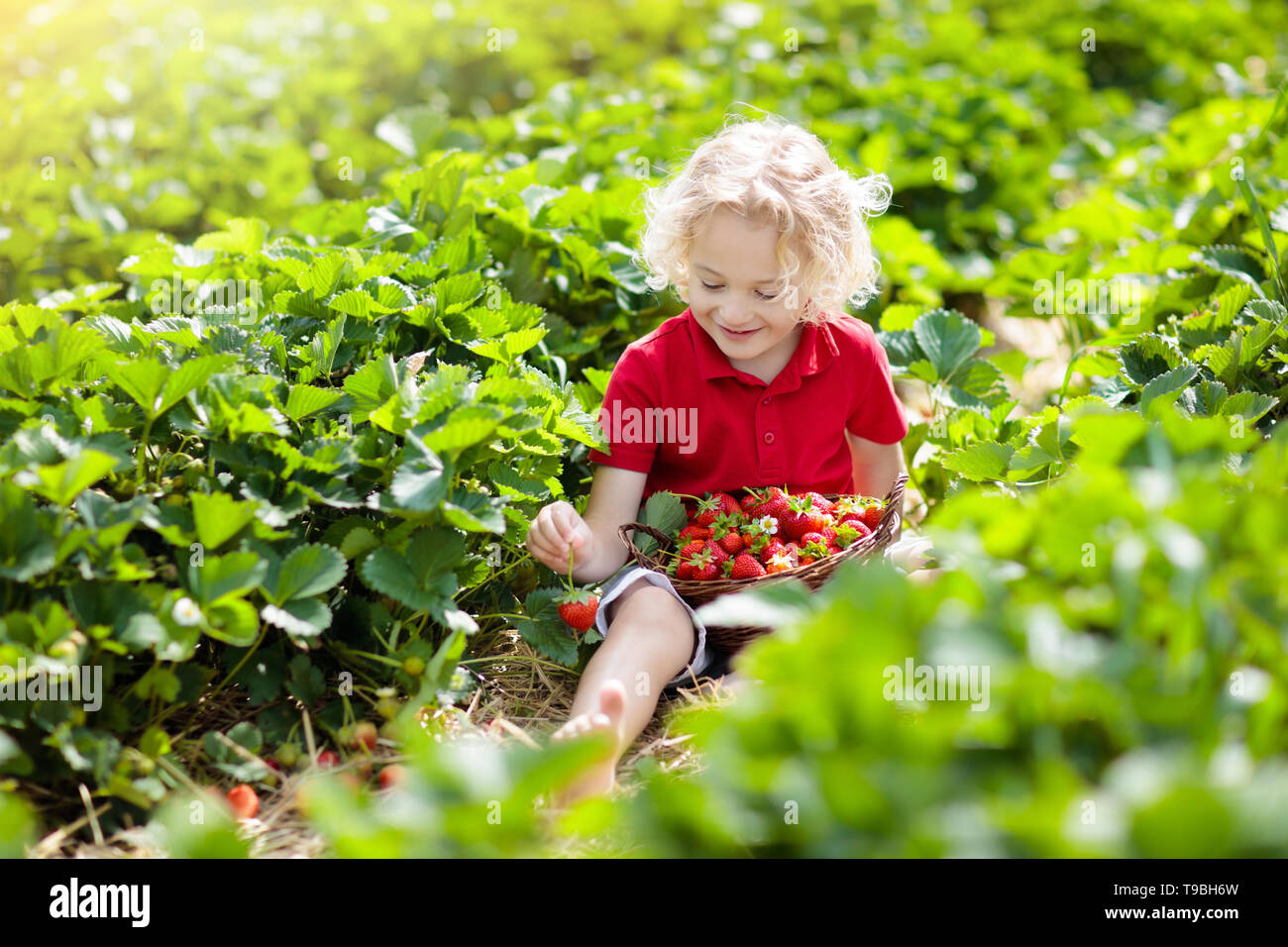 Child picking strawberry on fruit farm field on sunny summer day. Kids ...