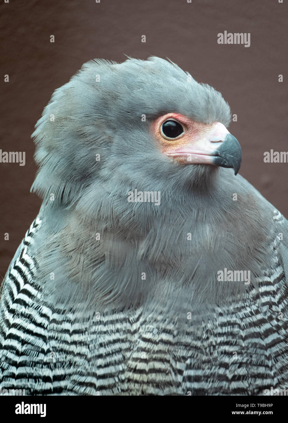 African harrier-hawk, attractive bird of prey, photographed in the ...