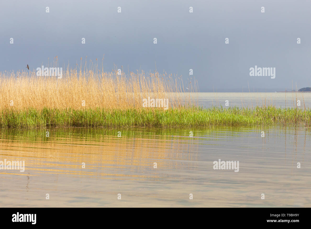 reed with reflections in the water with grey clouds in the background ...