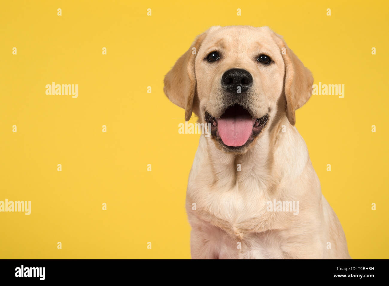 Portrait of a blond labrador retriever puppy on a yellow background ...