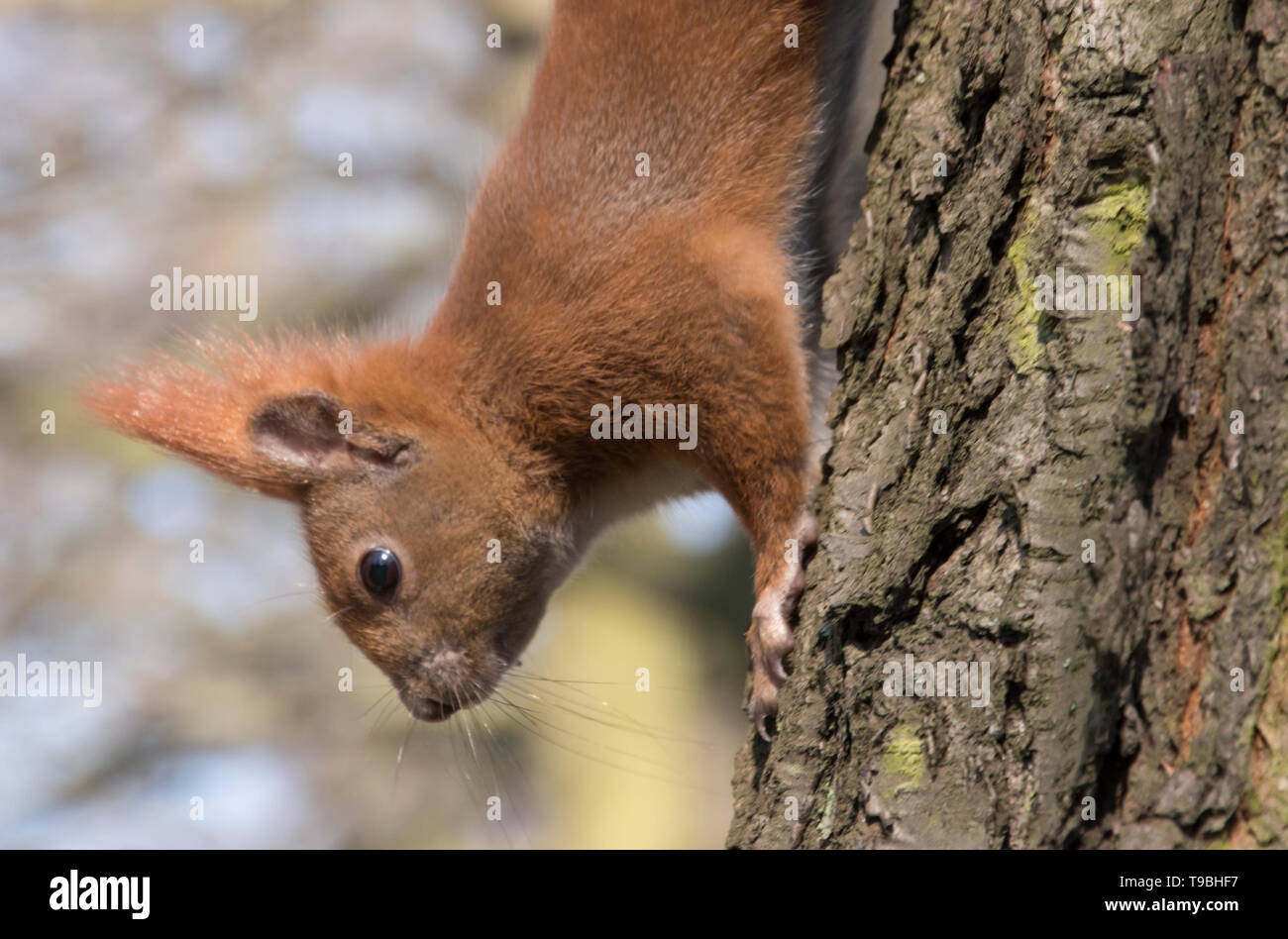 Squirrel on tree photo hi-res stock photography and images - Alamy