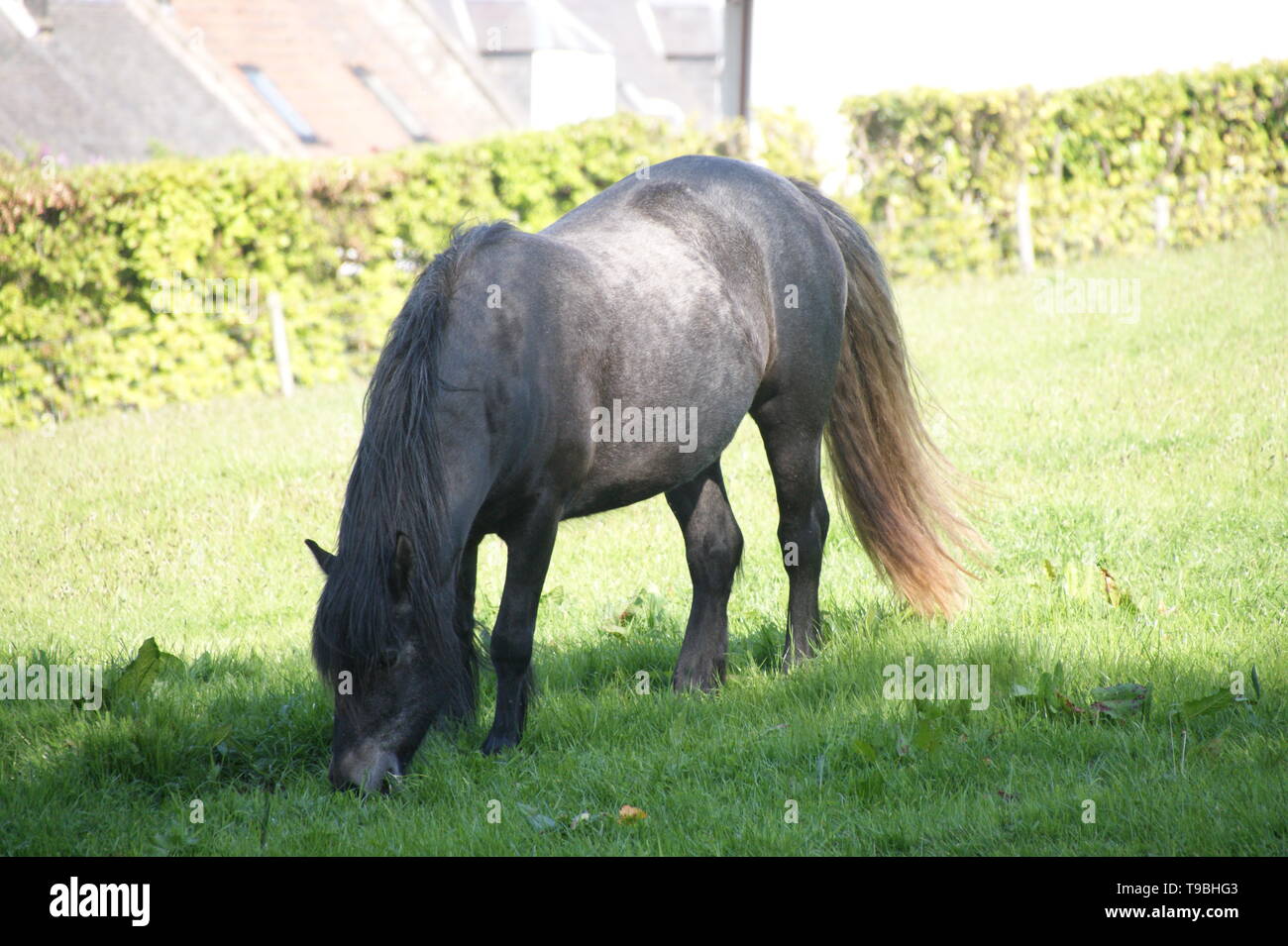 James Carmichael Engineer and British Officer Stock Photo - Alamy