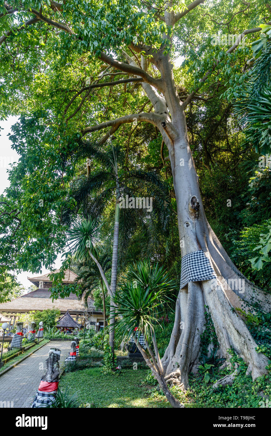 Big trees near Pura Goa Lawah ("Bat Cave Temple"), Balinese Hindu ...