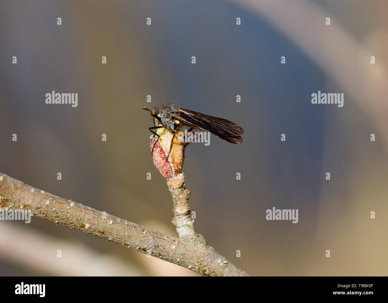 Dagger fly hi-res stock photography and images - Alamy