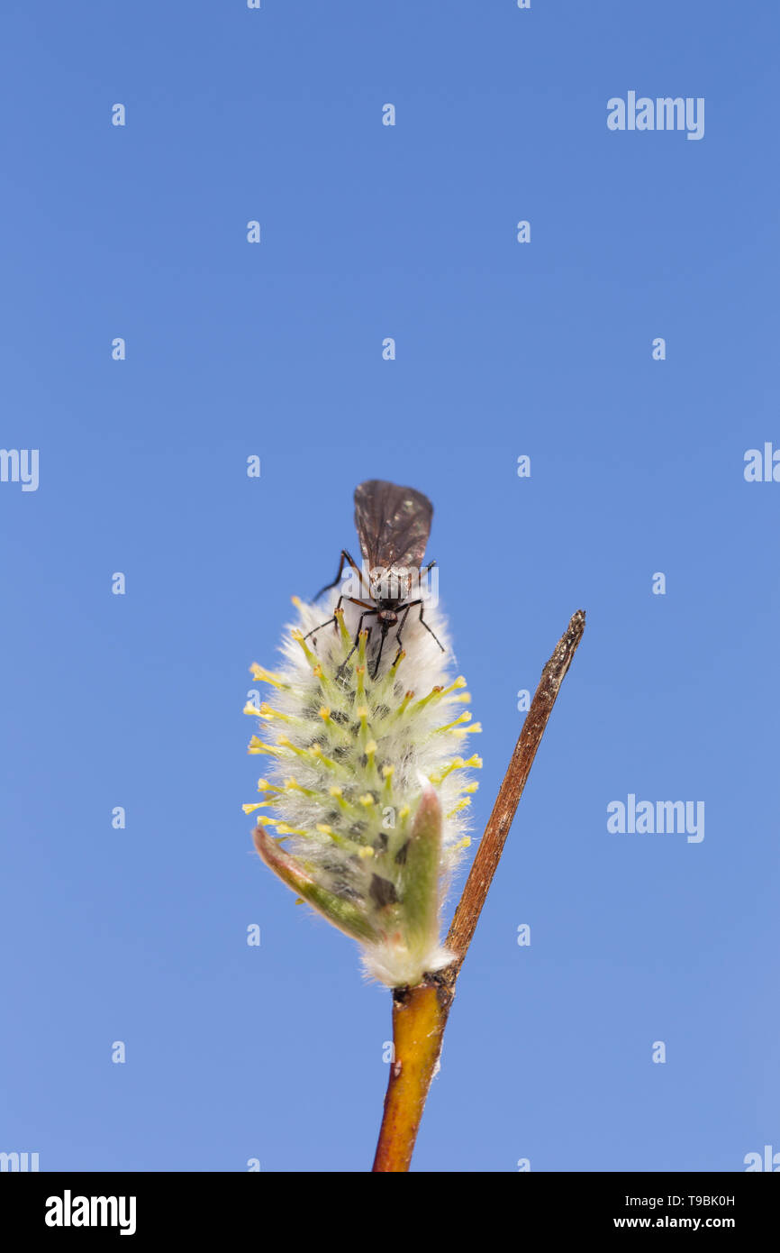 Dagger fly hi-res stock photography and images - Alamy