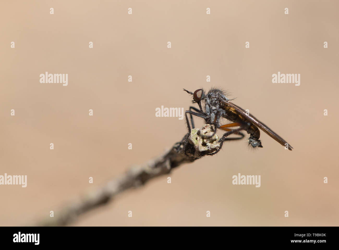 Empis borealis hi-res stock photography and images - Alamy