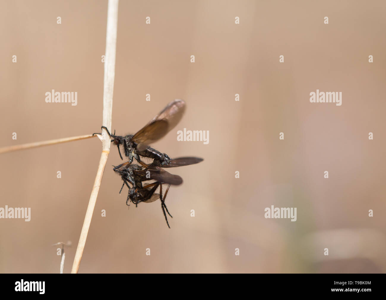 Spring dagger hi-res stock photography and images - Alamy