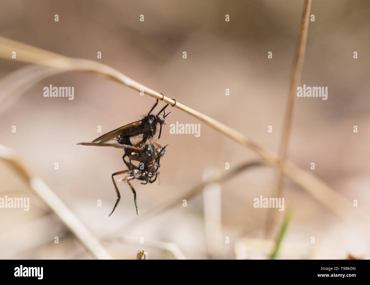 Spring dagger hi-res stock photography and images - Alamy