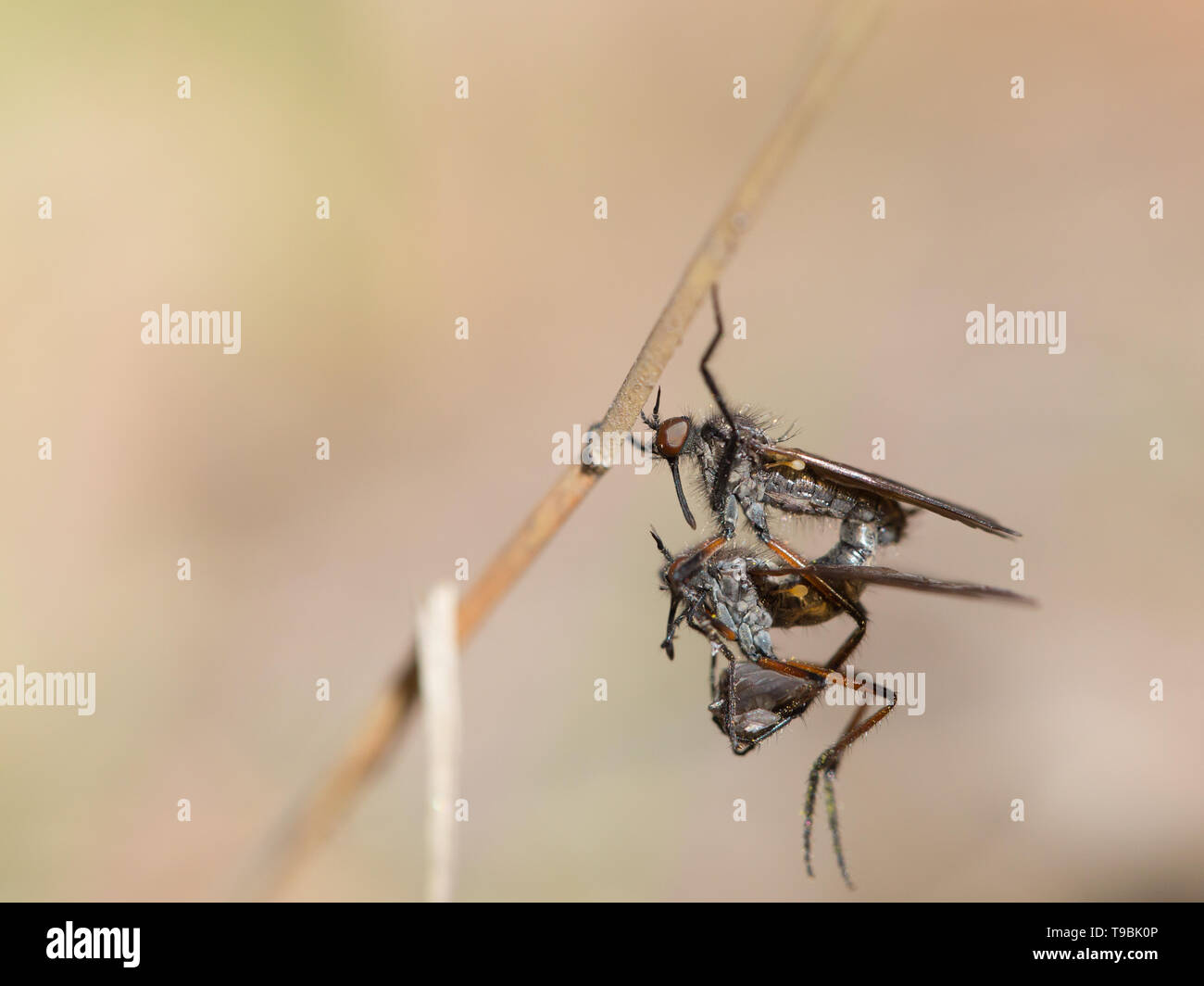 Empis borealis hi-res stock photography and images - Alamy