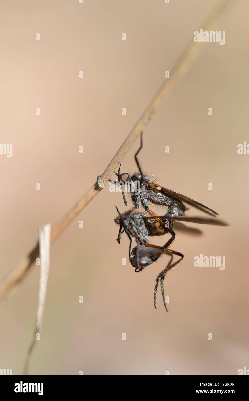 Spring dagger hi-res stock photography and images - Alamy