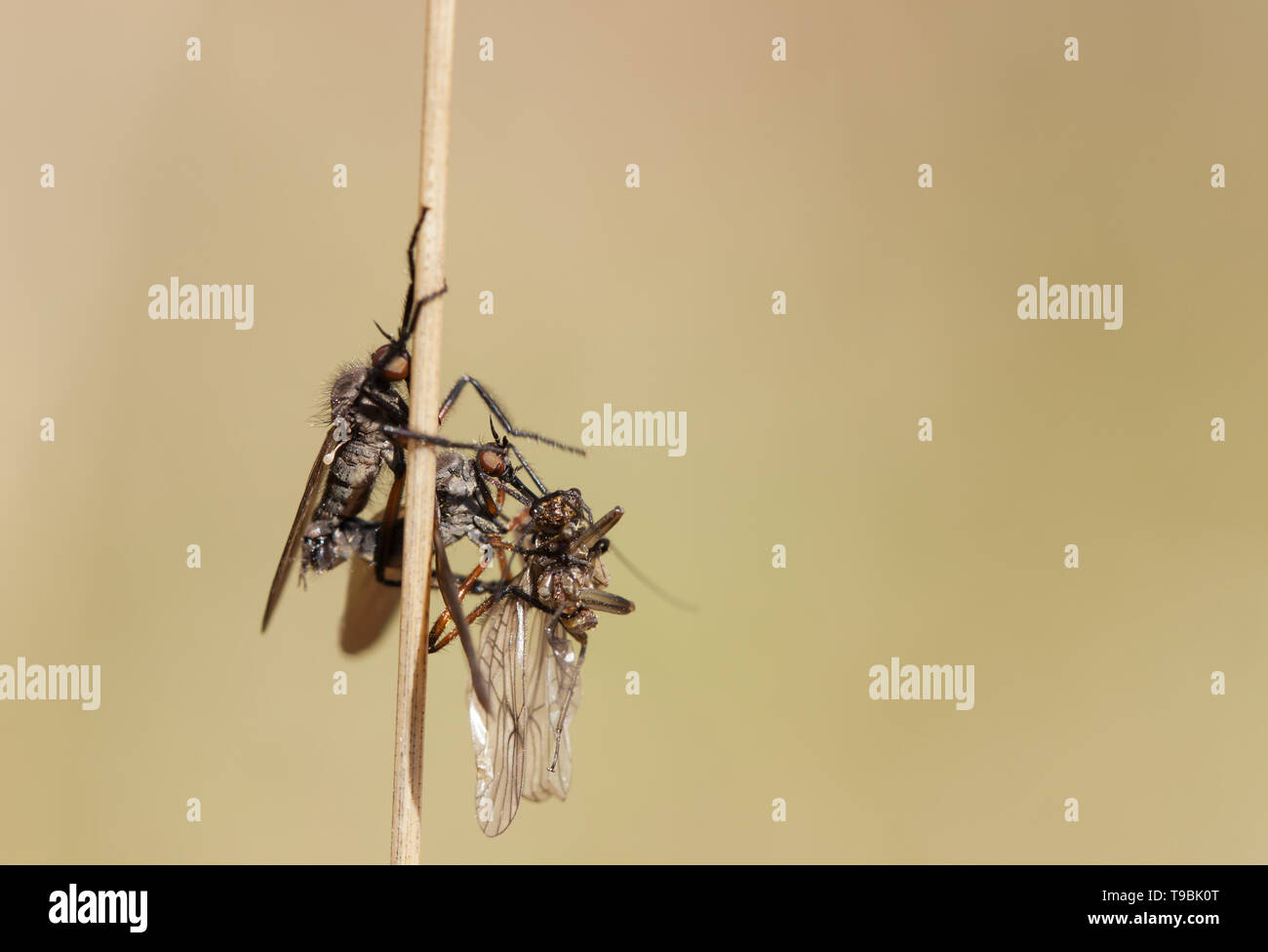 Spring dagger hi-res stock photography and images - Alamy