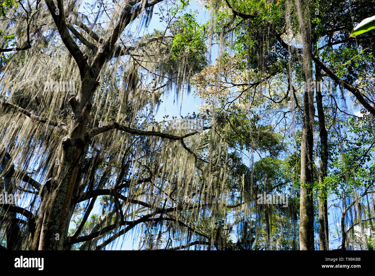 Group of gallineral trees in a park in San Gil, Colombia Stock Photo ...