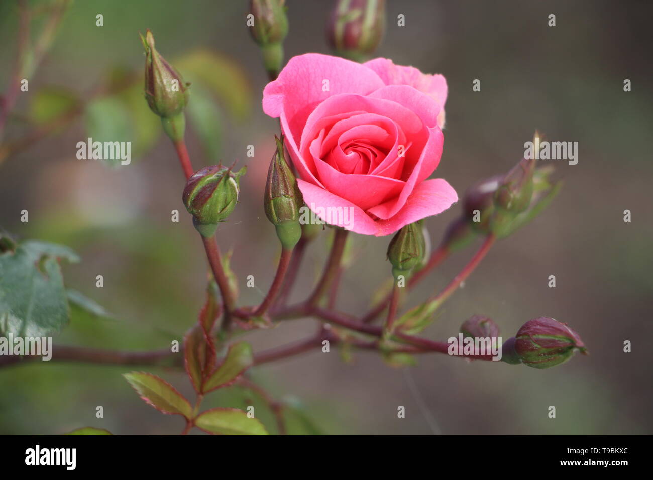 Pinki hi-res stock photography and images - Alamy