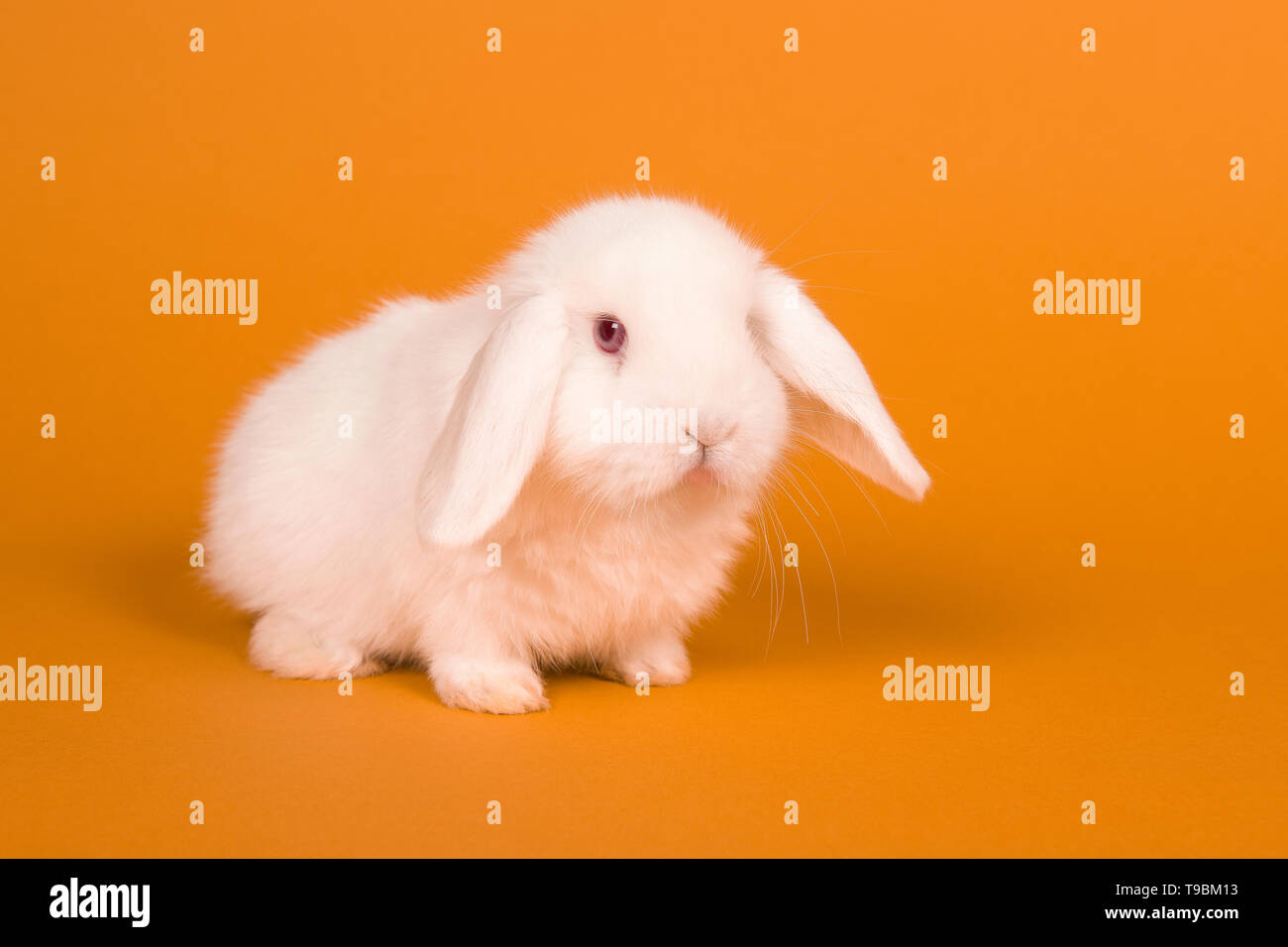 White rabbit on an orange background Stock Photo - Alamy