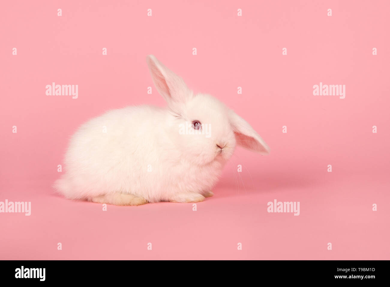 White rabbit on a pink background with one ear up Stock Photo - Alamy