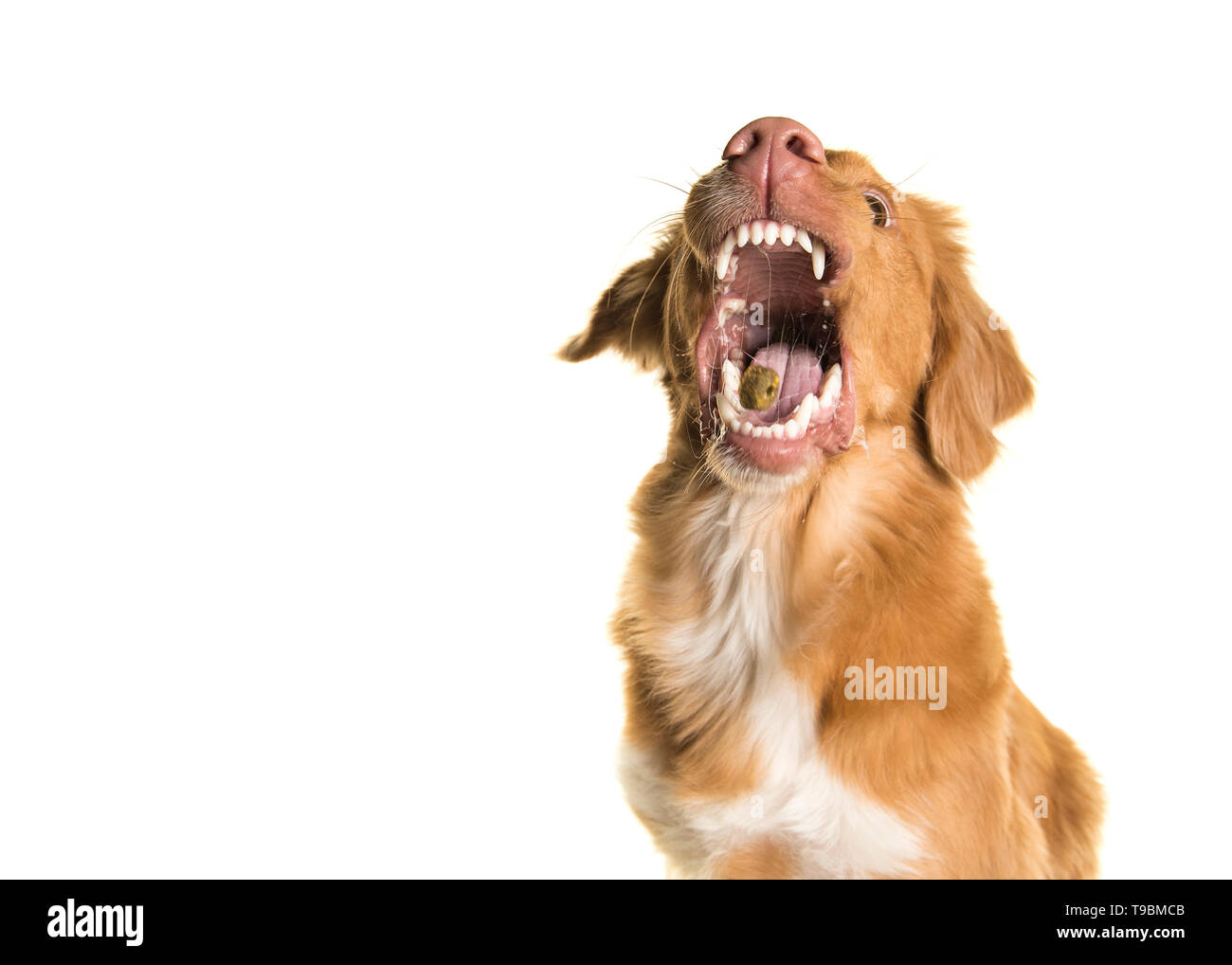 Portrait of a Nova Scotia Duck Tolling Retriever catching a candy with ...