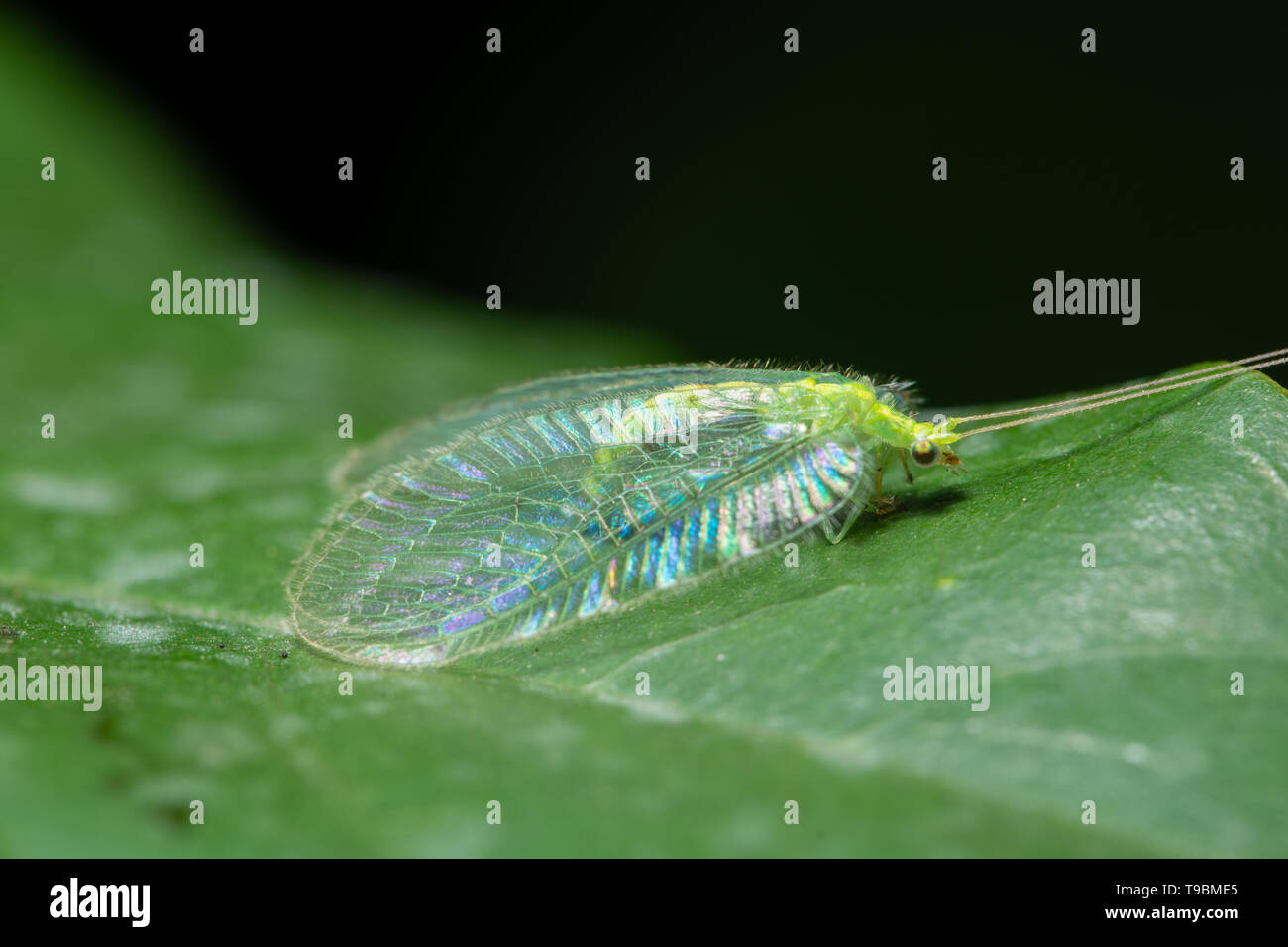 Macro insect wings Stock Photo - Alamy