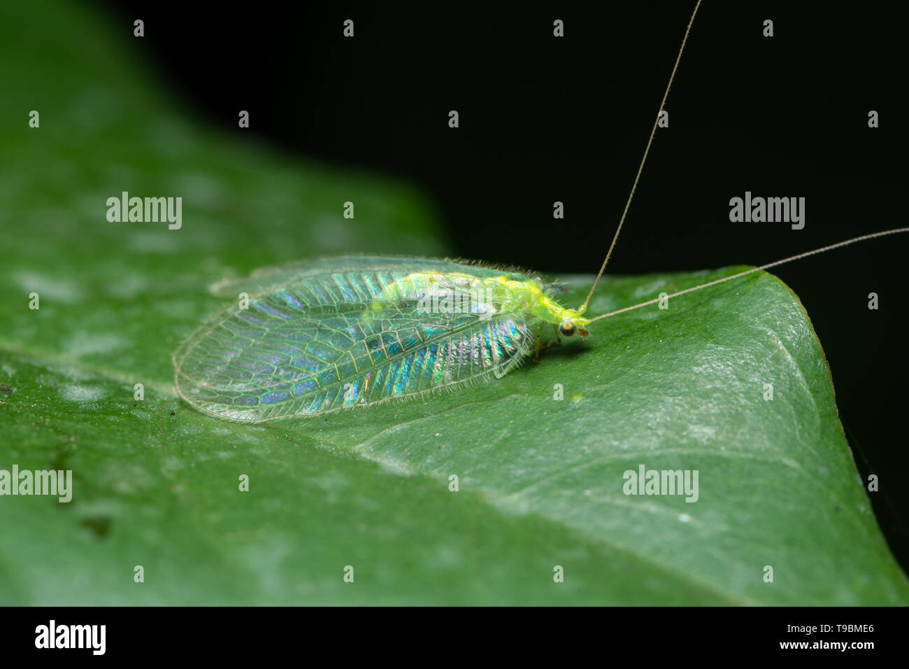 Macro insect wings Stock Photo - Alamy