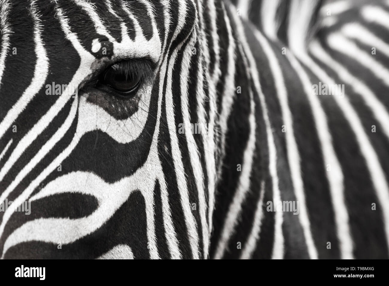 A zebra face up close. Makes a nice background Stock Photo - Alamy