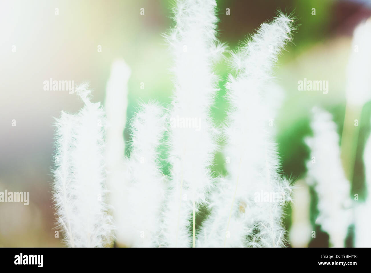 Nature background wallpaper green environment hi-res stock photography ...