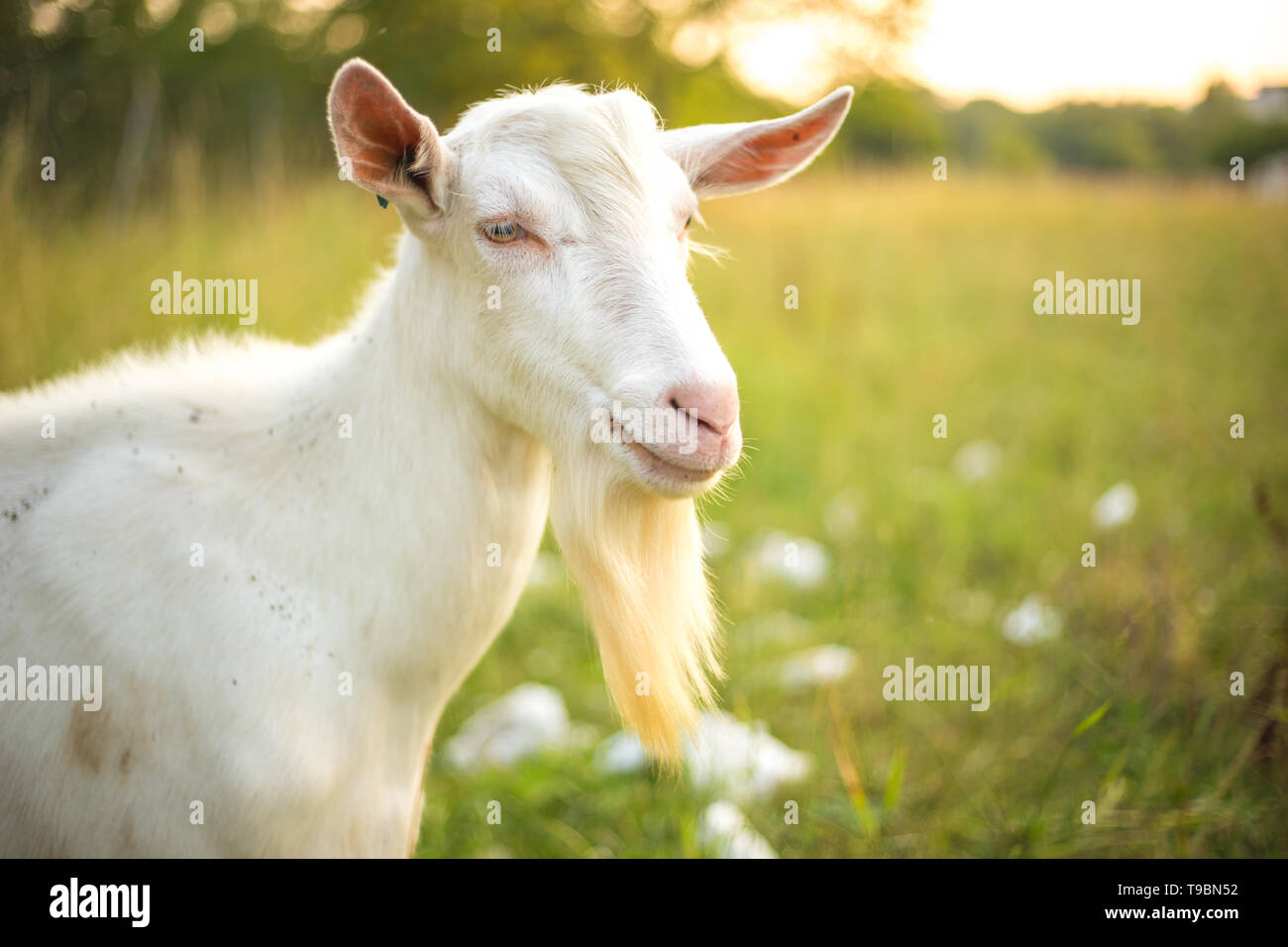 Beautiful, cute, young white goat with beard. Farm animal on a green ...