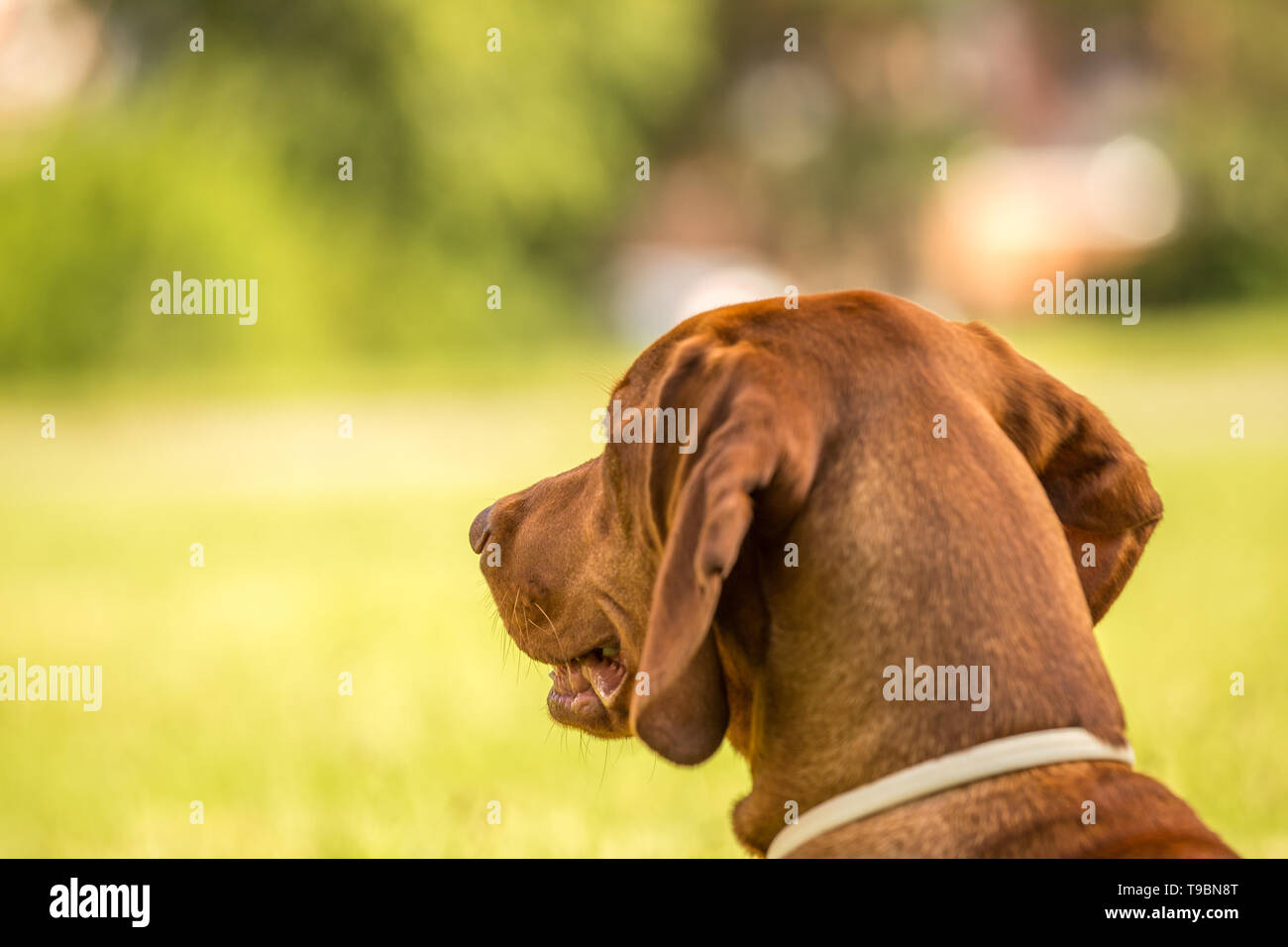 Dog looking straight, from behind showing back and rear torso Stock ...
