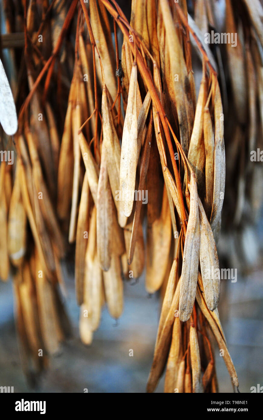 Ash Tree Seeds High Resolution Stock Photography and Images - Alamy