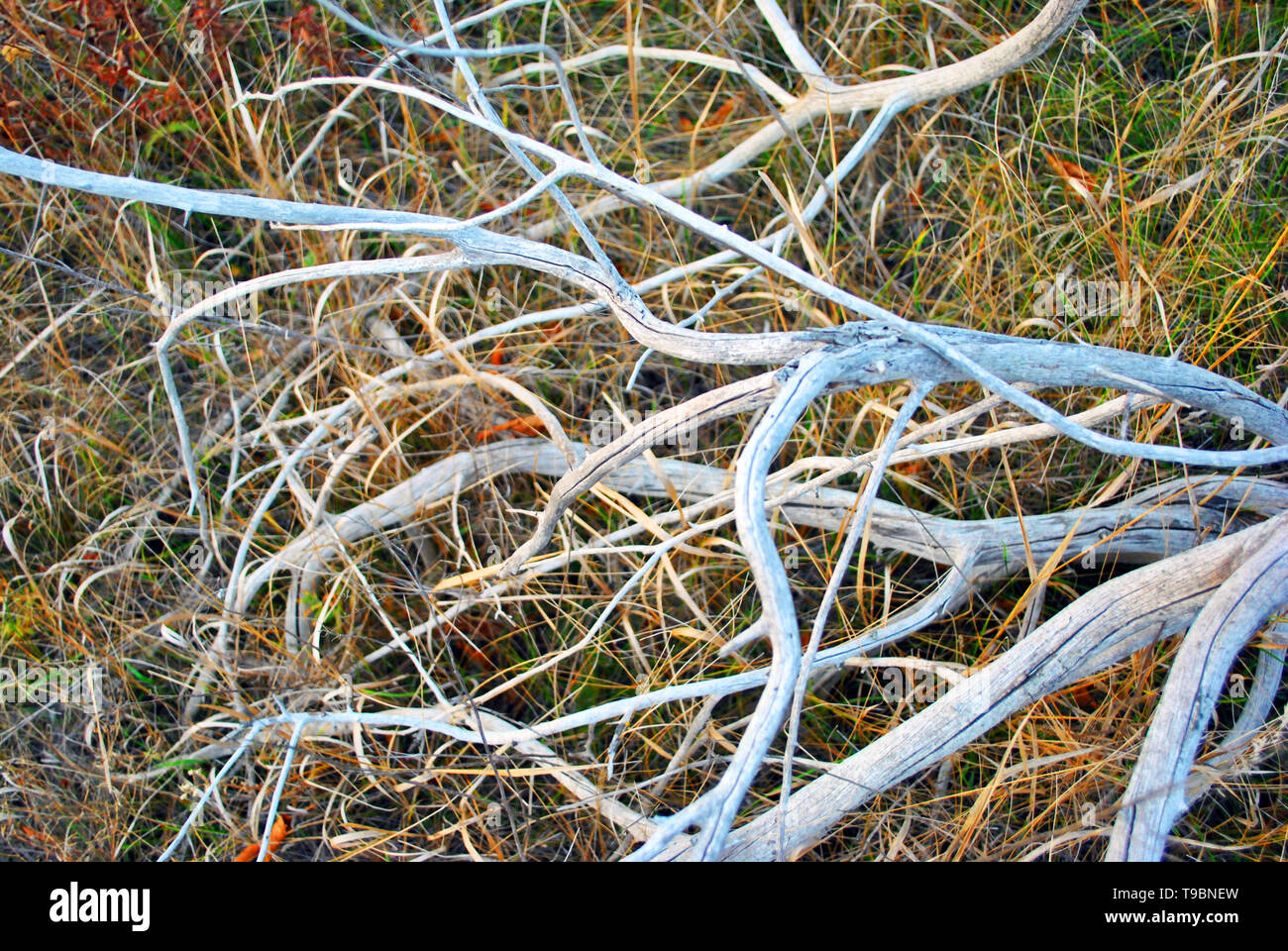 Withered branches hi-res stock photography and images - Alamy
