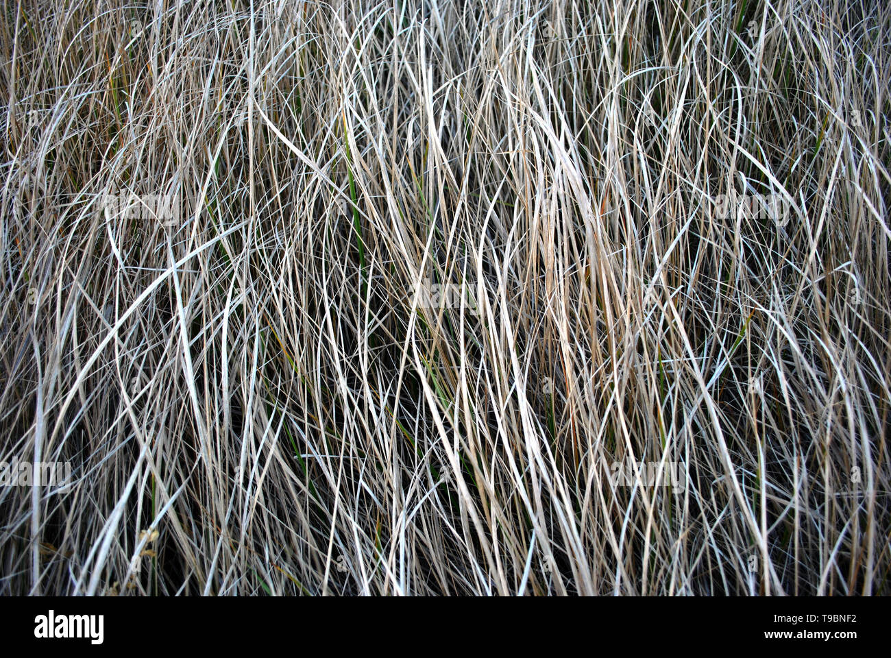 Dry gray grass, hay, natural organic background, close up horizontal ...